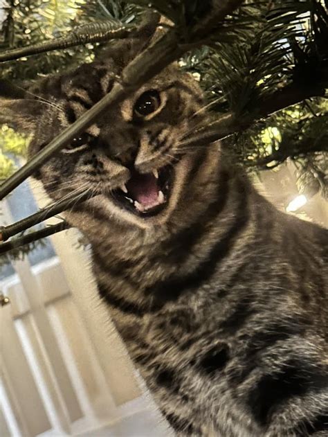 Mischievous Kitty R Kitten