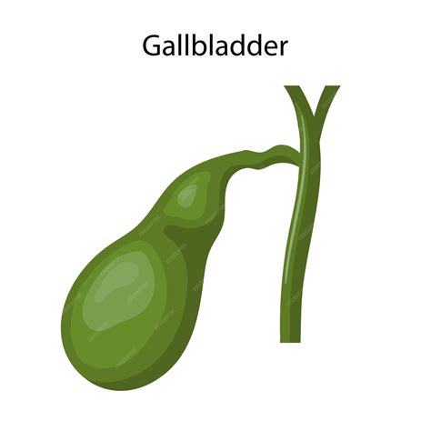 Premium Vector Gallbladder Human Digestive System For Anatomy Vector