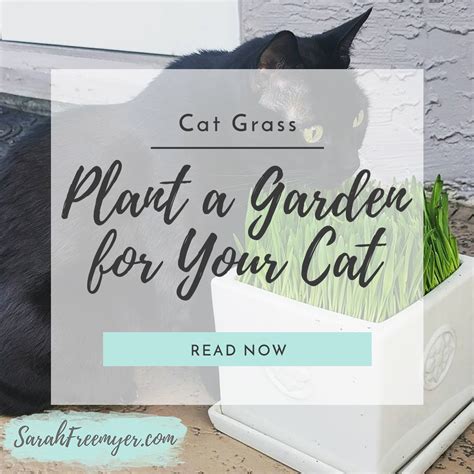 Planting A Garden For Your Cat Cat Grass Sarah Freemyer