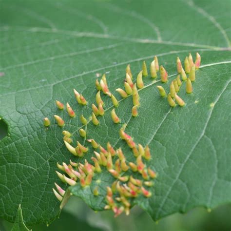 Leaf Gall Disease