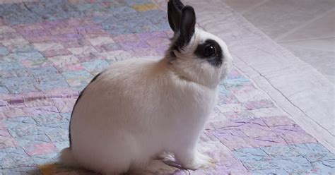 Comprehensive Guide To Rex Rabbit Care The Garden Magazine