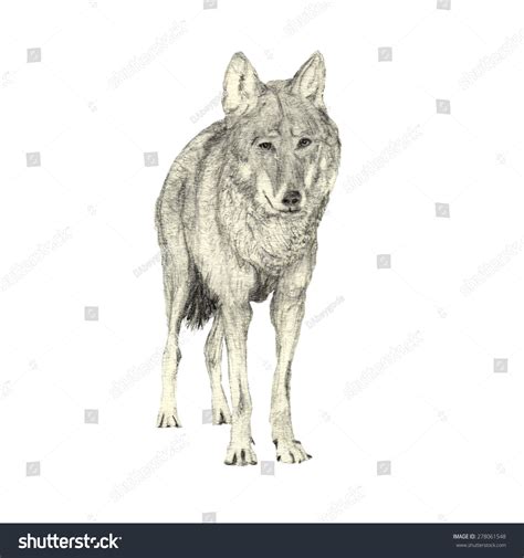 Gray Wolf Drawing Realistic