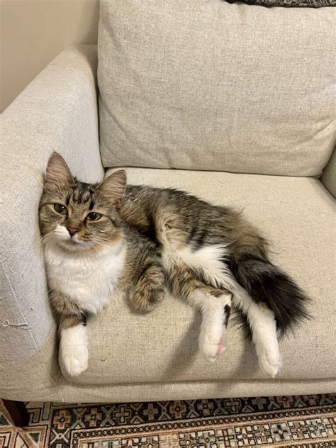 Emma Kitty Connection