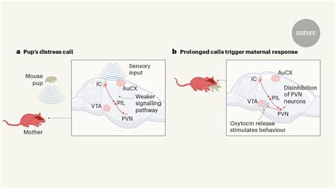 Center For Neuroscience And Cell Biology On Linkedin The Neural Circuit That Makes Maternal