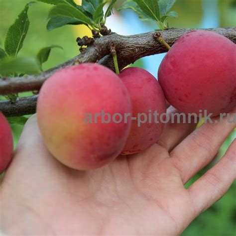 Саженцы колоновидной слива Путешественница купить в Москве и Подмосковье недорого из питомника