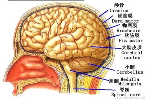 初步认识大脑解剖结构 Csdn博客