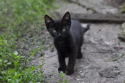 小黑猫近距离站在路上