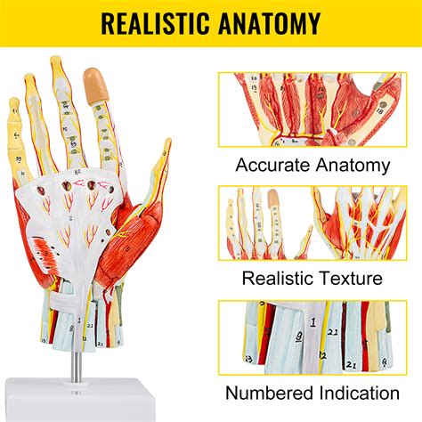 Vevor Anatomical Hand Model Ligaments 7 Part Model Hand For Anatomy