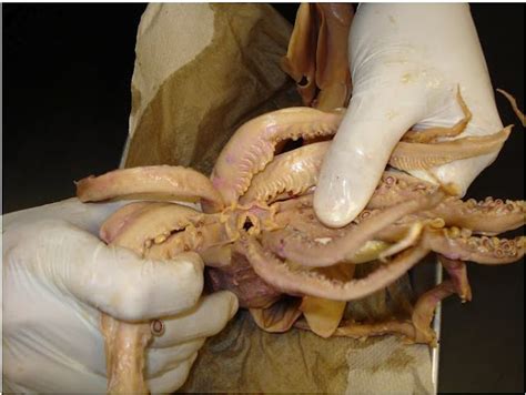Squid Dissection Labeled Beak