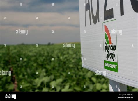 Genetically Modified Soybeans Monsanto