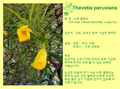 하와이 꽃도감 12편 노랑협죽도 마이하와이