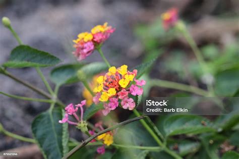 멕시코 피튜니아 세이 지 Pentas Lantana Camara 꽃 식물 꿀벌 나비와 벌 새에 의해 수 분에 대 한 아름 다운
