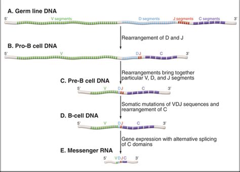 Intercellular Junctions Basicmedical Key
