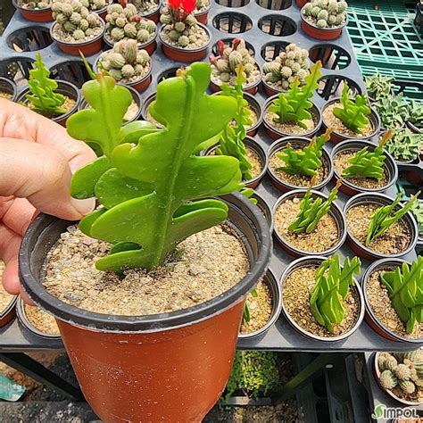 피쉬본생선뼈선인장 다육식물선인장 심폴