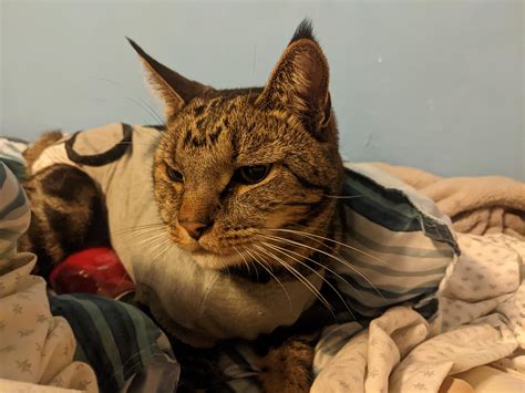 Floppa Gaming R Floppa