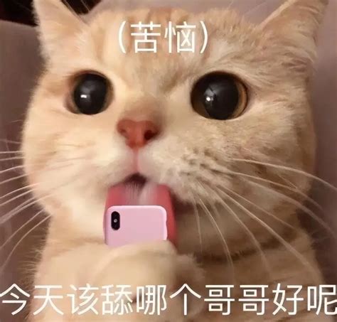 猫咪总是在无意中过来蹭蹭你舔舔你网友原因竟是这样的 喵百科 上亦科技