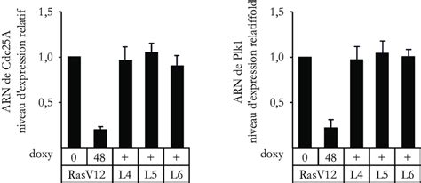 Analyse De Lexpression Des Gènes Du Cycle Cellulaire Après