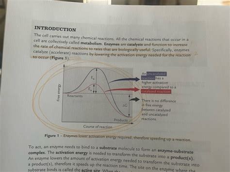 Biology Quiz Enzymes Flashcards Quizlet