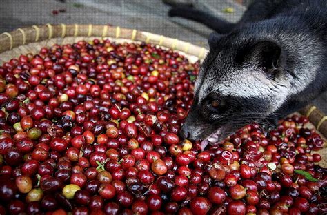 코피루왁 커피 사향고양이 똥으로 만든 세상에서 가장 비싼 커피 코피루왁 Kopi Luwak 네이버 블로그