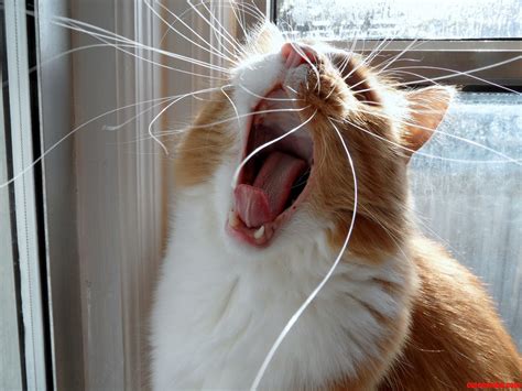 Whiskers Cute Cats Hq Pictures Of Cute Cats And Kittens Free