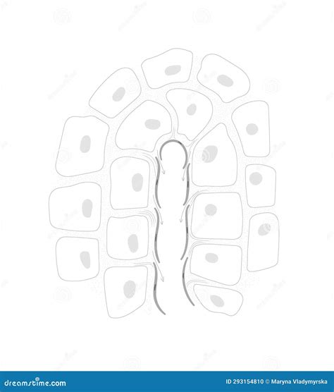 The Lymph System Line Drawing Structure Of The Terminal End Of