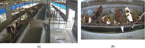 figure 1 from detection of cattle key parts based on the improved