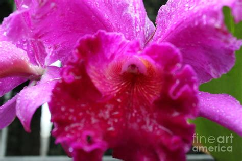 Fashionably Pink Photograph By Rachael Mcmanus Fine Art America