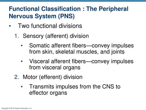 Nervous System Classification