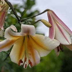 Lily Lilium Miss Peculiar In The Lilies Database Garden Org