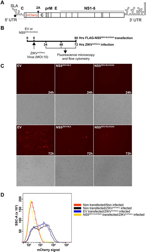 Ns5 Zikv Pre Expression Disrupts Viral Replication A Schematic Of