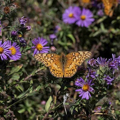New England Aster Plants Identification Uses And Medicinal Benefits
