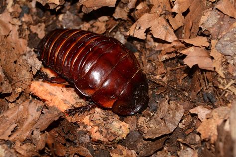 Giant Burrowing Cockroach Macropanesthia Rhinoceros Zoochat