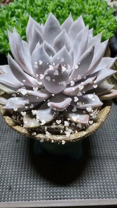 🪴진주희~뽀샤시 이쁘다🍹 Youtube