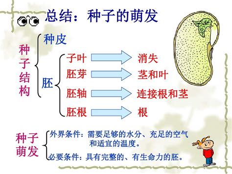 5 1节植物种子的萌发 Word文档在线阅读与下载 无忧文档