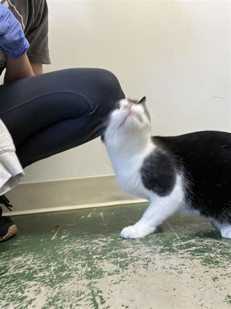 Keith Camp Kitty Flickr