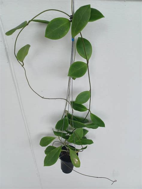 Hoya Mindorensis Hoya Plant T Present Hang Plant Furniture