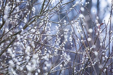 猫咪的柳枝上挂着柳絮，春天的嫩芽在阳光下柔软松软。早春复活节背景。文本空间。欧洲棕枝主日的传统装饰。素材 花瓣网