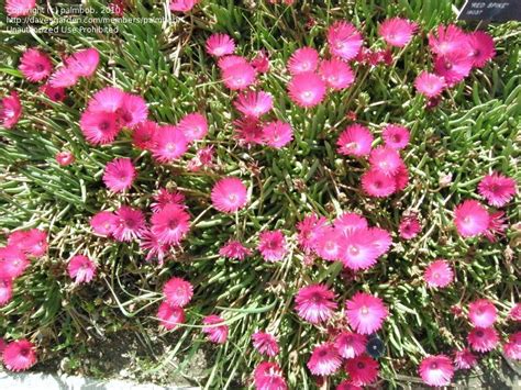 Plantfiles Pictures Cephalophyllum Ice Plant Red Spike