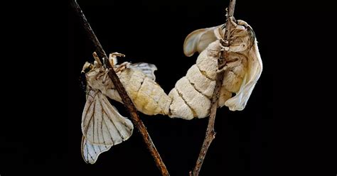 €25 000 Spent Tricking Male Moths To Have Sex With Other Males In Leinster House Irish Mirror