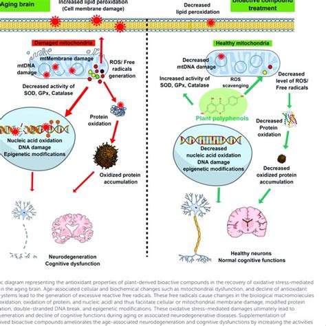 Major Plant Derived Bioactive Compounds And Their Sources Download Scientific Diagram