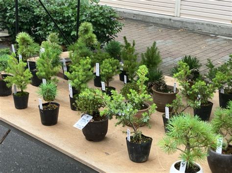 浅間神社、夏詣 らいあの森：リトライ編