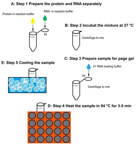 2x Rna Loading Dye Recipe Bryont Blog