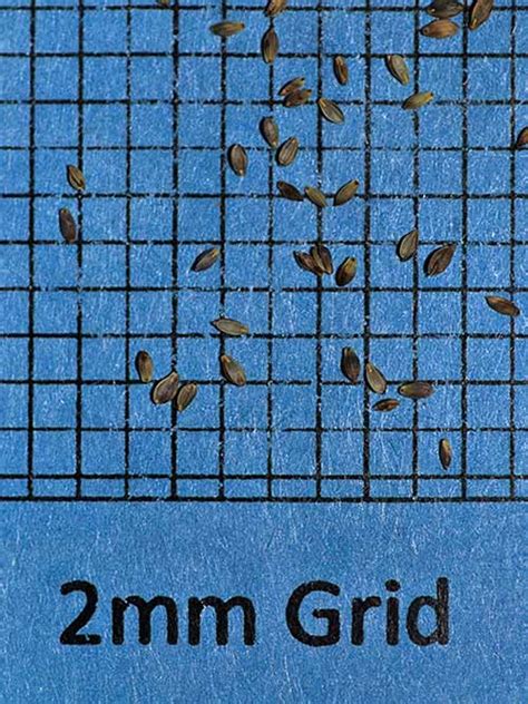 Fowl Mannagrass Ernst Seeds