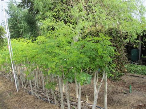 Moringa Tree Indoors