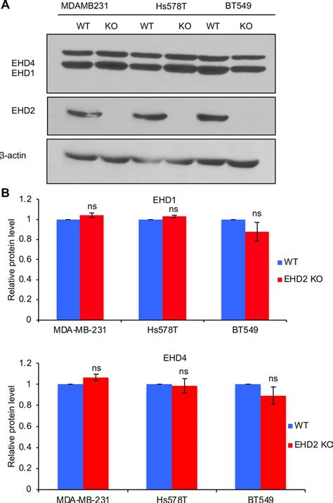 Figures And Data In Ehd2 Overexpression Promotes Tumorigenesis And