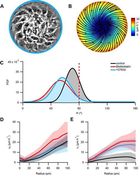 Influence Of Myosin Activity On Spiral Morphology And Dynamics A Phase