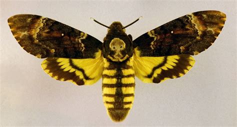 Deaths Head Hawkmoth Acherontia Atropos Picture Insect