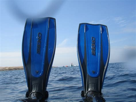 Animal Sex Roles Trond Amundsens Research Lab