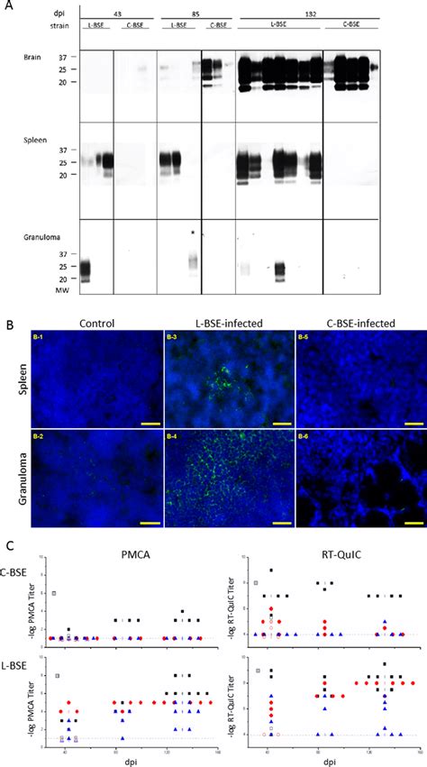 Detection Of Prpsc In The Brain Spleen And Granuloma Of L Bse Or