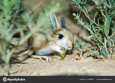 Desert Hopping Mouse Ph